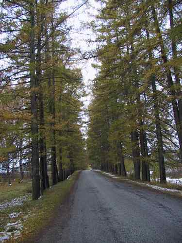 okaspuud